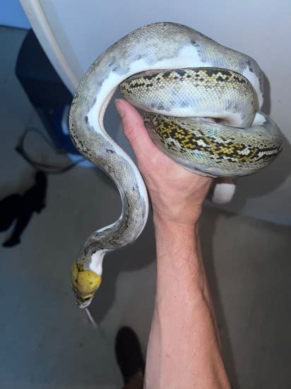 Pied Tiger Het Albino Reticulated Python By Jands