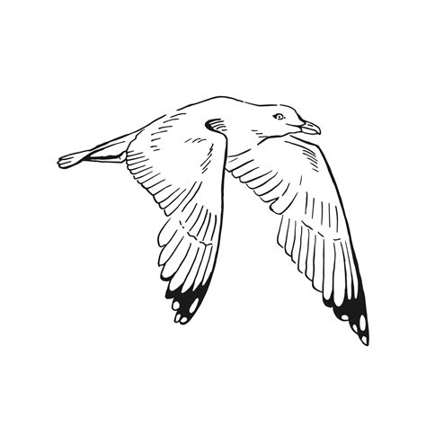 Flying Seagull Drawing