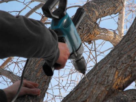 Edmonton Arborist Tree Removal And Tree Pruning Services Just Trees Canada Inc Tree Cabling Bracing