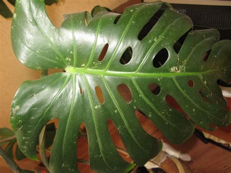 Монстера: уход в домашних условиях, размножение, виды с фото