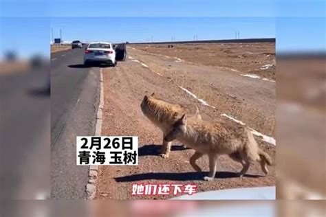 停车拍照前车误以为在拍狗狗，你们这是对狼的不尊重啊