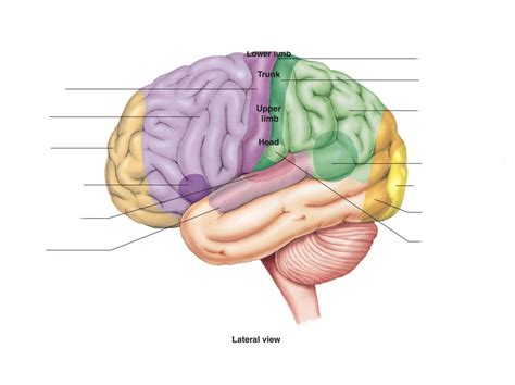 Areas Of Cerebral Cortex Diagram Diagram Quizlet