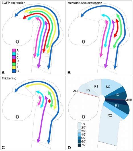 A Extent Of Egfp Expressing Cells B Corresponding Extent Of Download Scientific Diagram