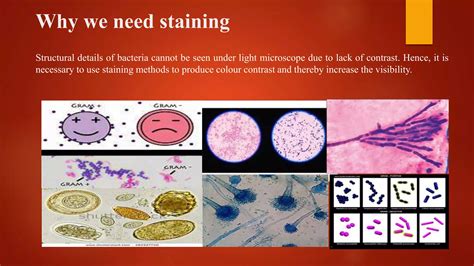 Staining In Microbiology Pptx