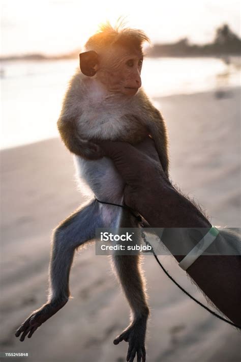 Monyet Kecil Yang Cantik Di Tangan Tuannya Alam Saat Matahari Terbenam Lautan Di Negara Asia