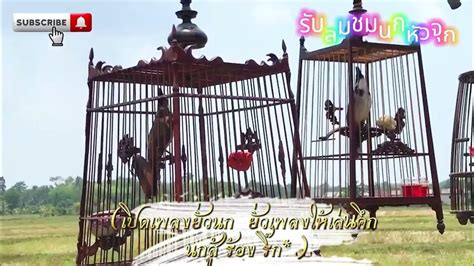 Birds เสียงนกกรงหัวจุก นกกรงหัวจุกนับดอก เปิดเพลงยั่วนก ร้องริ๊ก Birdsmusic Youtube