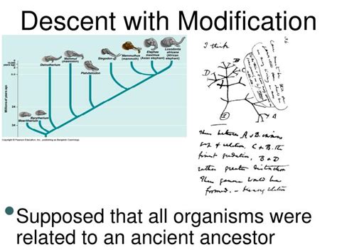 ppt descent with modification a darwinian view of life powerpoint