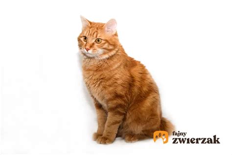 Kot Kurylski Bobtail Opis Odmiany Wygląd Charakter Porady Praktyczne