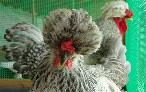 Русская хохлатая порода кур описание с фото содержание