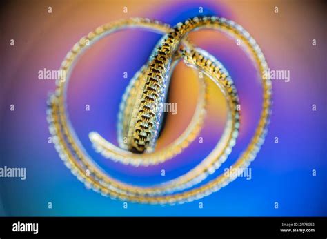 Polarised Light Micrograph Of The Tongue Or Radula Of The Common