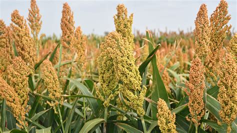 Sorghum Plant