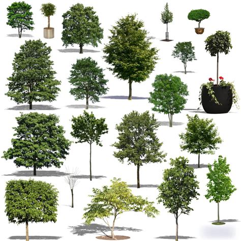 Tree Plant Revit Daily