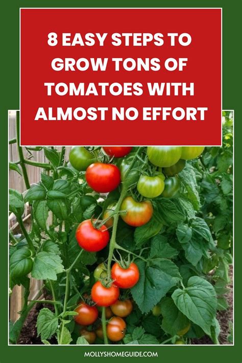 8 Easy Steps To Grow Tons Of Tomatoes With Almost No Effort Growing