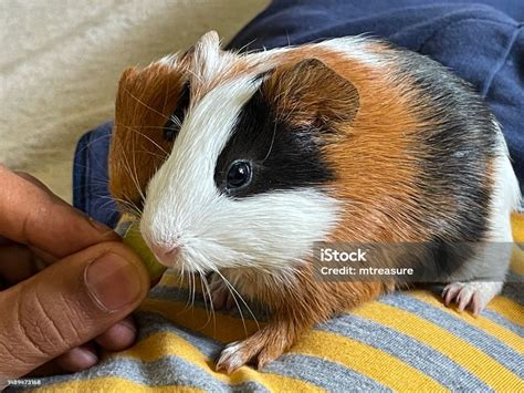 암퇘지 미국 삼색 기니피그 새끼 젊은 검은색 생강 흰색 캐비의 클로즈업 이미지는 국내 환경에서 주인의 무릎에 앉아 건조 식품 플레이크를 먹고 전경에 초점을 맞춥니다 가정의