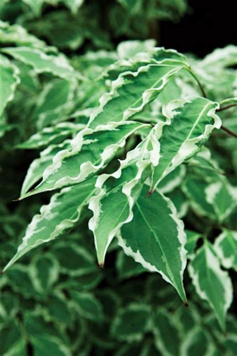 6 Arten Von Schattenpflanzen Für Einen Wunderschönen Garten