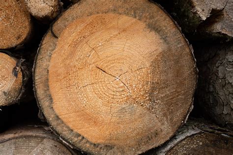 Nikon Z 24 120mm F4 S Review Cameralabs