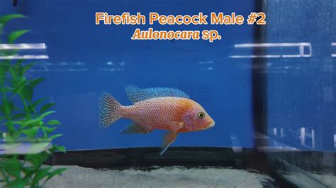 Firefish Peacock Cichlid Aulonocara Sp Shop Imperial Tropicals