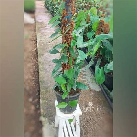 خرید و قیمت گیاه هویا کارنوزا چماقی بسیار زیبا و با کیفیت ترب