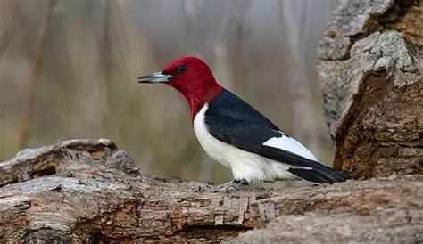 Which Woodpecker Breaks All The Rules
