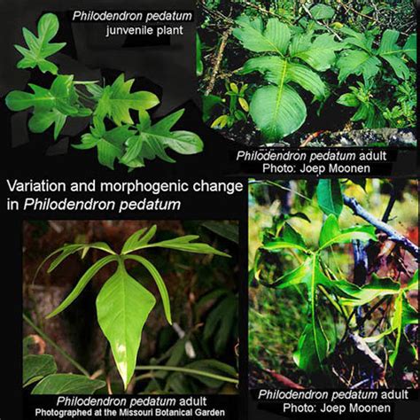 Philodendron Pedatum Hook Kunth Philodendron Pedatum Exotic