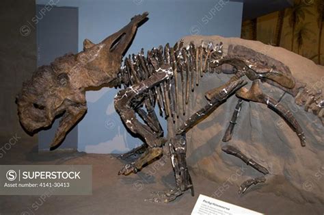 Skeleton Of Pachyrhinosaurus Dinosaur Pachyrhinosaurus Meaning Thick