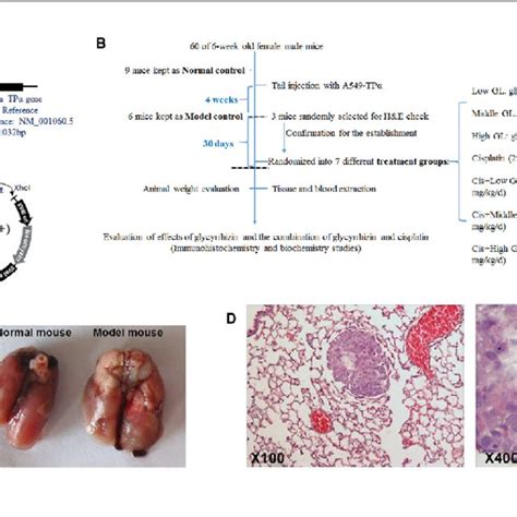 A Schematic Representation Of The Construction Of The Pcdna3 Tpα