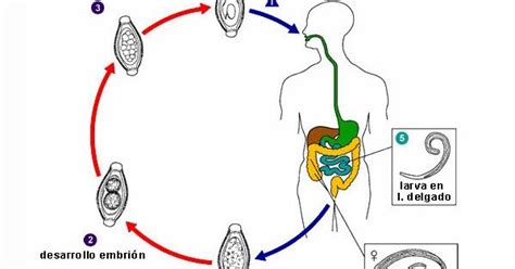 Trichuriasis Ciclo Biológico