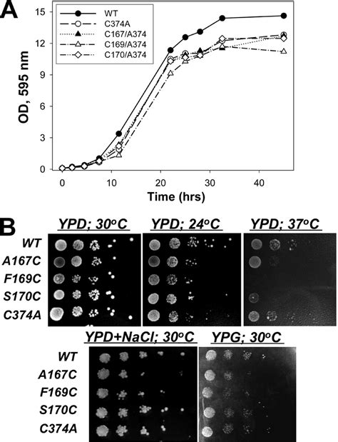 Characterization Of S Cerevisiae A167c F169c And S170c Mutant Download Scientific Diagram