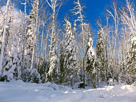 무료 이미지 숲 분기 눈 감기 화이트 햇빛 서리 얼음 자작 나무 날씨 겨울 왕국 크리스마스 전나무 시즌 옥외 가문비 12 월 서식지