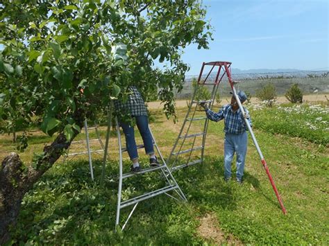りんごの摘果作業 果樹園うめつ