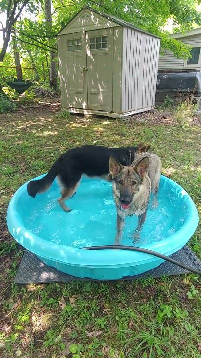 Pool Inside Pool Germanshepherd Gsdmode4life Gsdforever Swimming