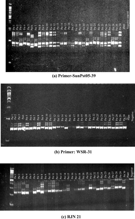 Pcr Amplification Products Of Pst Isolates Obtained By Ssr Primers A