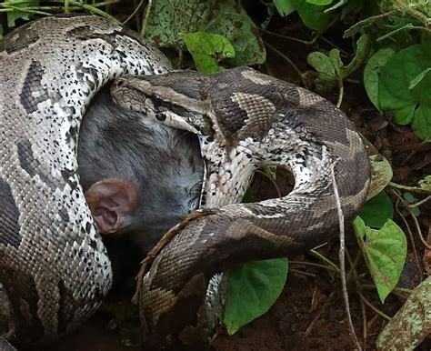 A Southern African Rock Python Eating A Monkey Rhardcorenature