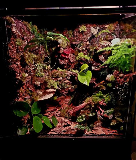 First Vivarium Build For Dart Frogs R Vivarium