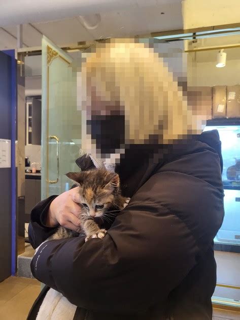 노원 2022 0117 코리안숏헤어 하늘이 책임분양 포메라니안키우는방법 말티즈키우는방법 말티푸키우는방법 푸들키우는방법 먼치킨키우는방법 랙돌키우는방법 브리티쉬숏헤어키우는