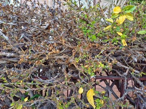 Bush Damaged By Scale Insect Cotton Mealybug Phenacoccus Solenopsis