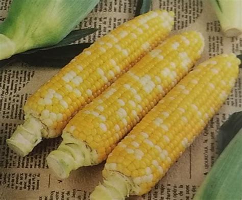 トウモロコシ種 【 しあわせコーン 】 実咲小袋 （栽培用 種子 とうもろこし 玉蜀黍 スイートコーン サカタ） 野菜・果物の種 その他の果菜・果実・豆類なら、みつのぶ