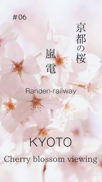 06【京都の桜】嵐電 桜のトンネルcherry Blossom View In Kyoto Randen Railway