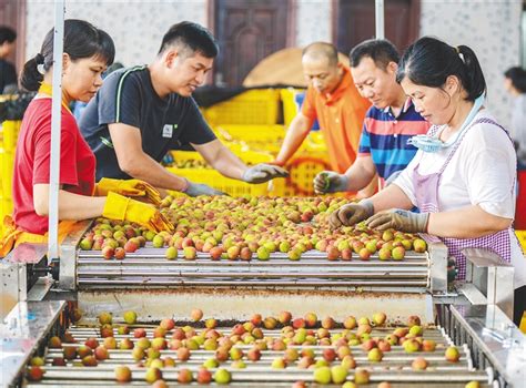 海南日报数字报 文昌荔枝新鲜上市