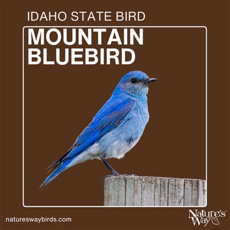 List Of United States Official State Birds Natures Way Bird Products
