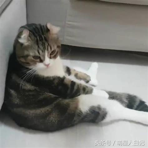 卷耳貓頭罩袋子倚坐在地上摘掉紙袋的一瞬間嚇壞鏟屎 每日頭條