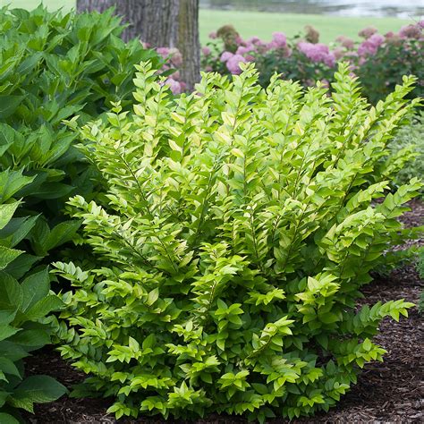Variegated Privet Hedge