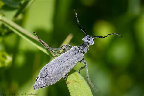 6359 Ash Gray Blister Beetle I Think This Is An Ash Gray… Flickr