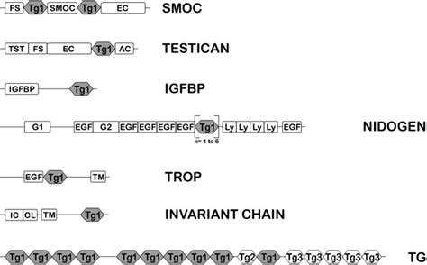 Thyroglobulin From Molecular And Cellular Biology To Clinical Endocrinology Pmc