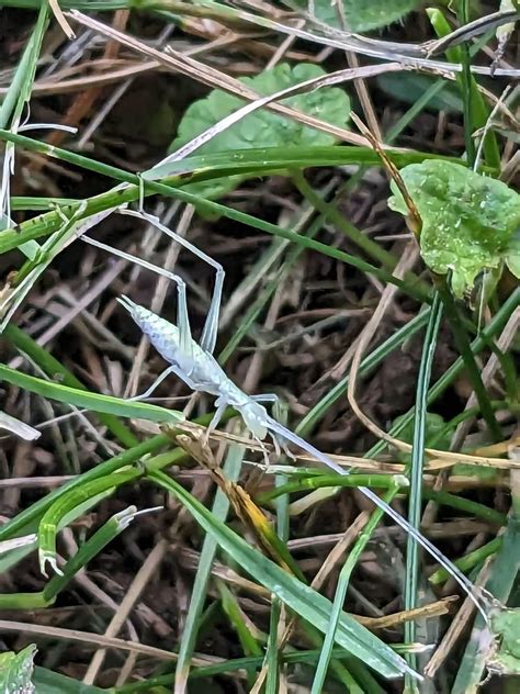 Translucent Looking Grasshopper Type Bug Rwhatsthisbug