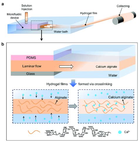 A Schematic Of The Continuous Fabrication Of Thin Ca Hydrogel Films Download Scientific