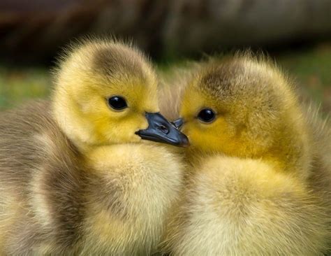 How To Take Care Of Ducklings Farm And Dairy