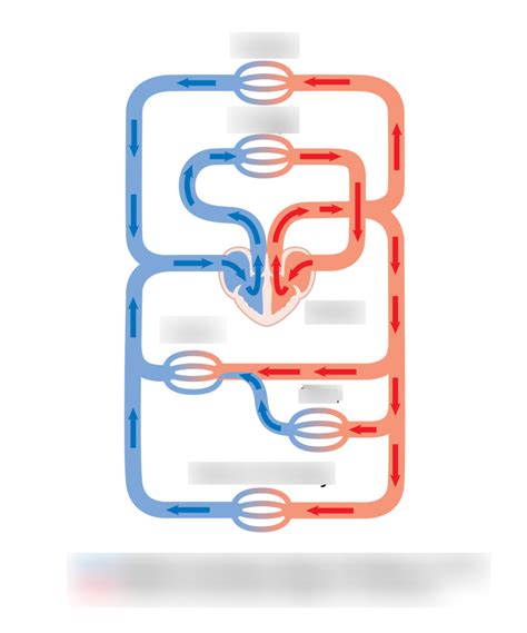Diagram Of Edexcel Igcse 9 1 Biology 2 69 Transport Humans The Circulatory System Quizlet