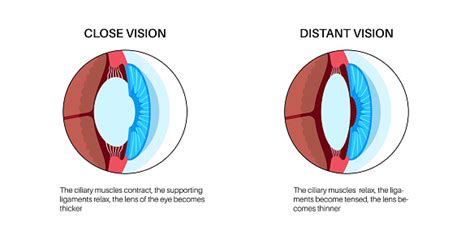Eye Accommodation Poster Stock Illustration Download Image Now