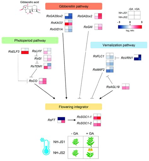 Gene Regulatory Network Controlling Gibberellin Accelerated Flowering Download Scientific